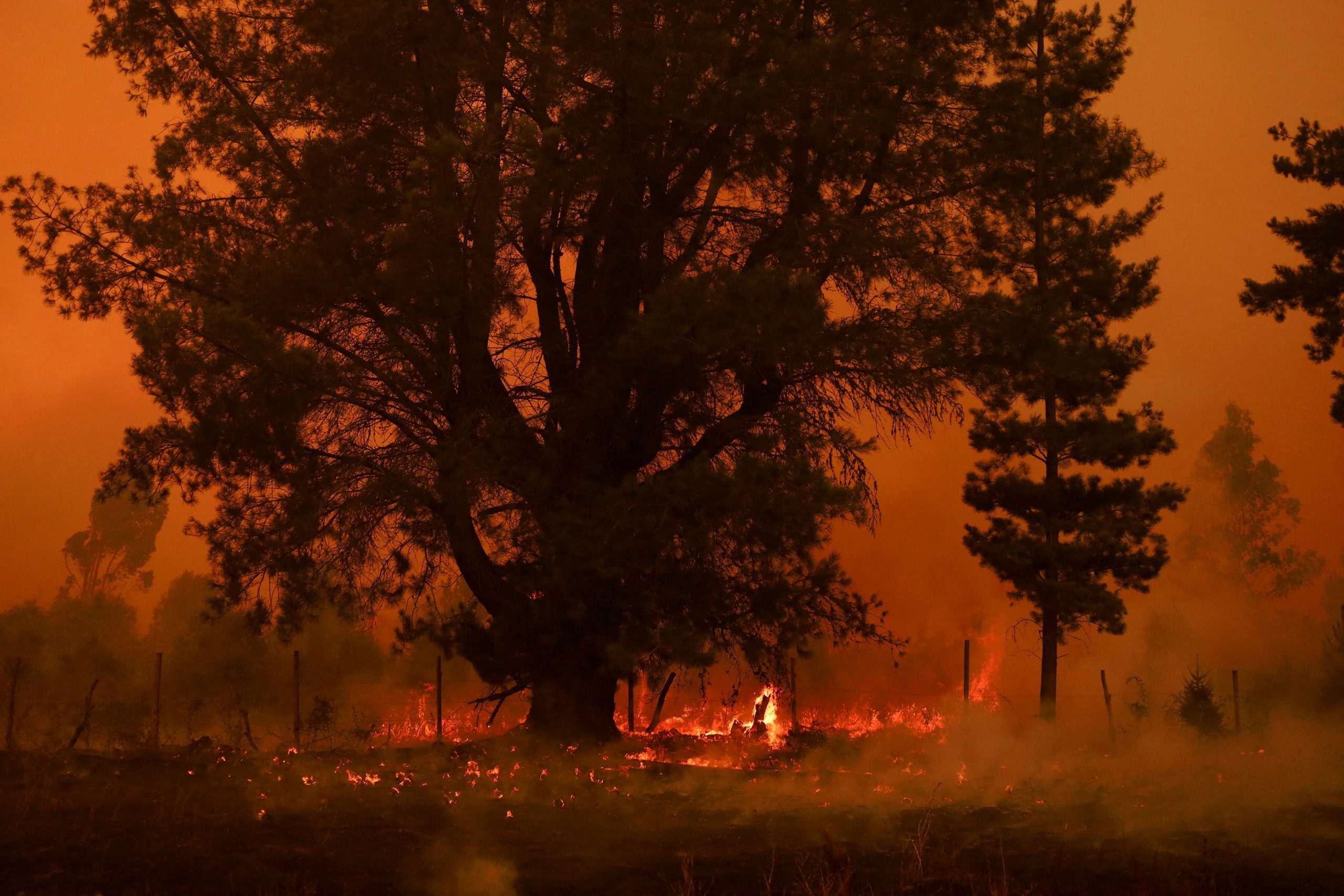 At least 23 dead as wildfires torch forests in Chile - The Gulf Observer