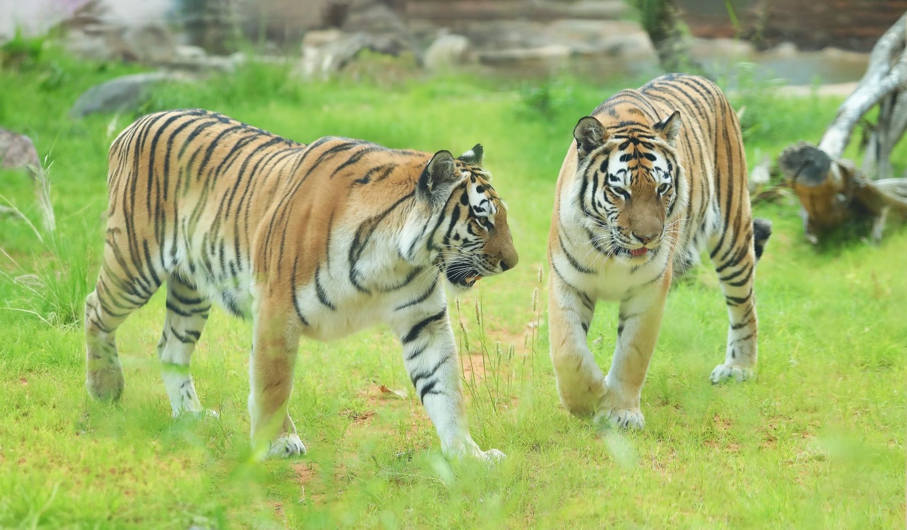 Al Ain Zoo Celebrates International Tiger Day with New Amur Tiger ...