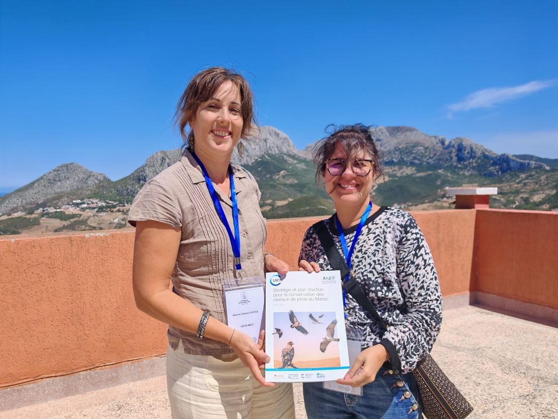 Morocco Launches First National Strategy for Birds of Prey Conservation ...